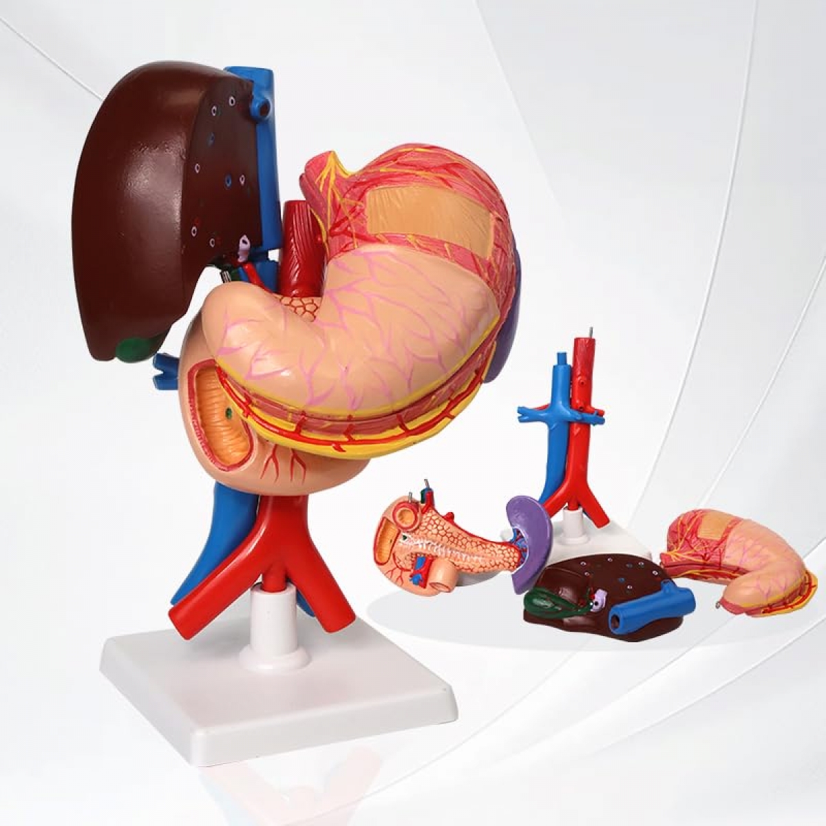 Digestive System Anatomy & Pathology Bundle - Myaskro